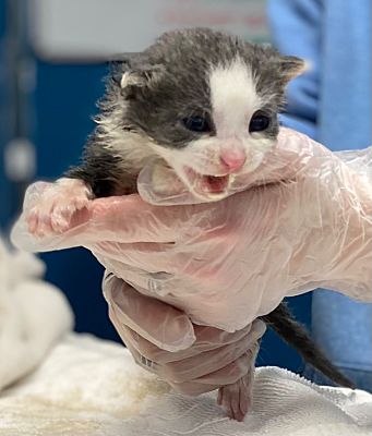 Vineland, NJ - Domestic Shorthair. Meet Greenie a Pet for Adoption ...