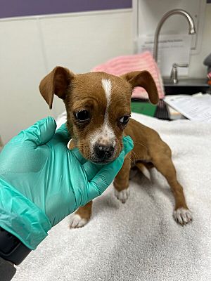Albuquerque, NM - Chihuahua. Meet Augusta a Pet for Adoption ...