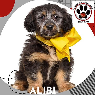 Aurora, CO - Australian Shepherd/Miniature Poodle. Meet ALIBI a Pet for ...