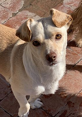 Santa Ana, CA - Chihuahua/Labrador Retriever. Meet Bagel a Pet for ...