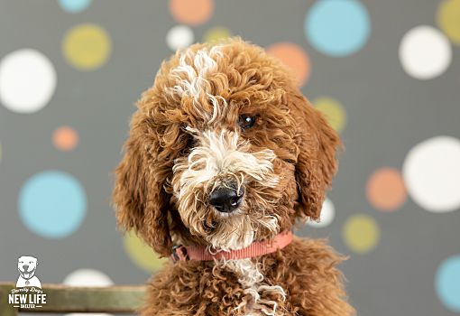 Portland, OR - Labradoodle. Meet Stormi a Pet for Adoption - AdoptaPet.com