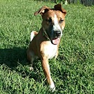 Boxer Puppies - Boxer Rescue and Adoption Near You