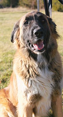 West Milton, OH - Golden Retriever/Belgian Malinois. Meet Jojo a Pet ...