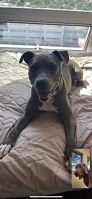 Tucson, AZ - Bull Terrier. Meet Nala a Pet for Adoption - AdoptaPet.com