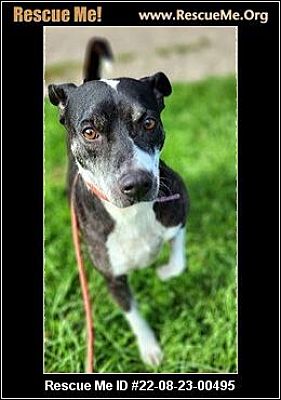 Benton, PA - American Staffordshire Terrier. Meet Stanley a Pet for ...