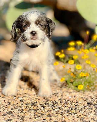 San Antonio, TX - Cocker Spaniel/Pug. Meet Miss Daisy a Pet for ...