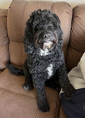 Latham, NY - Cockapoo. Meet Gunner a Pet for Adoption - AdoptaPet.com