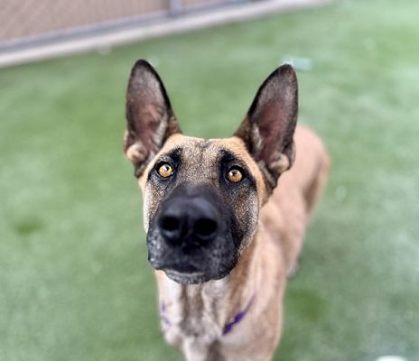 Oceanside, CA - Belgian Malinois/Great Dane. Meet Ripley a Pet for ...