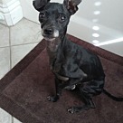 Italian Greyhound Puppies - Rescue and Adoption Near You