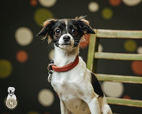Portland, OR - Papillon/Dachshund. Meet Sassy a Pet for Adoption ...