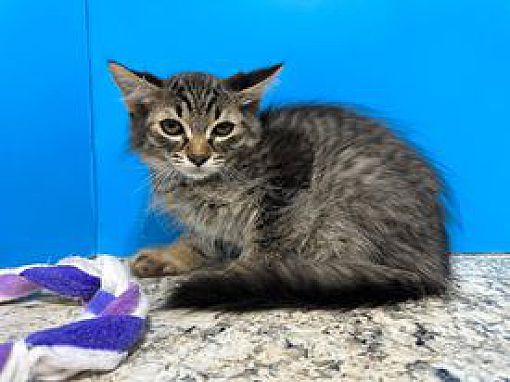 Powell, OH - Domestic Longhair. Meet Daria a Pet for Adoption ...