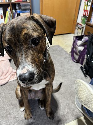 Montgomery City, MO - Boxer. Meet Tank a Pet for Adoption - AdoptaPet.com