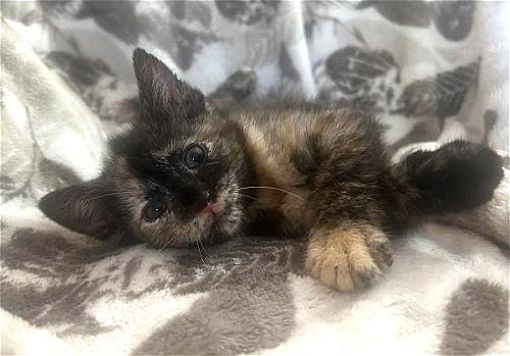 Millersville, MD - Domestic Mediumhair. Meet Bubblicious a Pet for ...