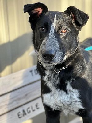 Papillion, NE - Labrador Retriever/Mixed Breed (Medium). Meet Roman a ...