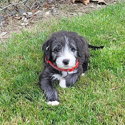 Saginaw, MI - Bearded Collie. Meet Sookie a Pet for Adoption ...