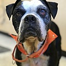 Boston Terrier Puppies - Boston Terrier Rescue and Adoption