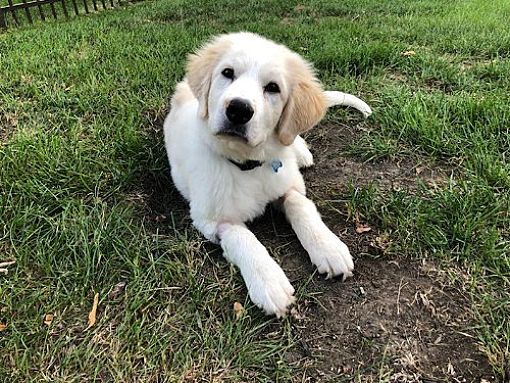 Hillside, IL - Great Pyrenees. Meet Sodapop a Pet for Adoption ...