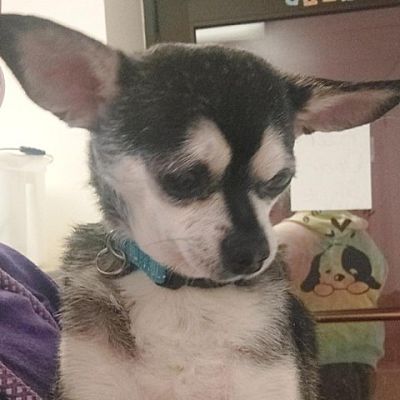 Spokane, WA - Chihuahua/Mixed Breed (Small). Meet Bigley a Pet for ...