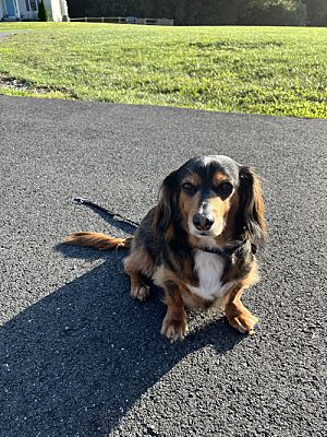 Brookfield, CT - Dachshund. Meet Jorgie a Pet for Adoption - AdoptaPet.com