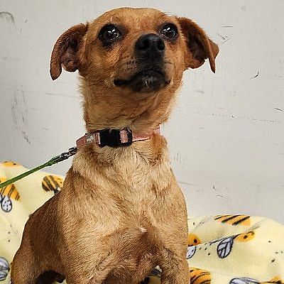 Sunnyvale, CA - Chihuahua/Terrier (Unknown Type, Medium). Meet Coco a ...