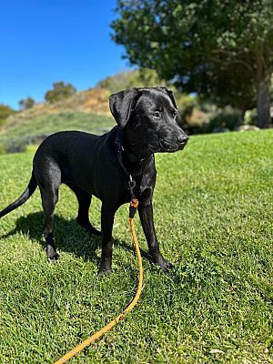 San Diego, CA - Labrador Retriever/Mixed Breed (Medium). Meet Dash a ...
