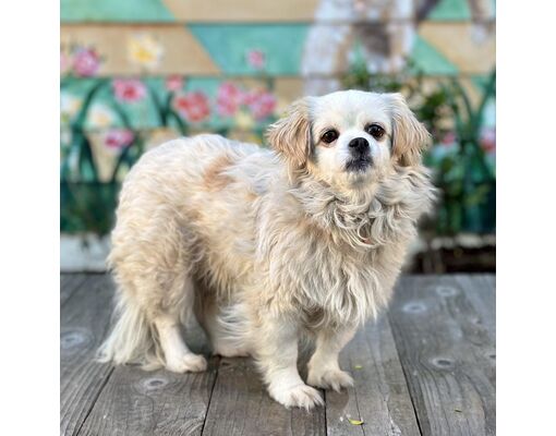 Pacific Grove, CA - Pekingese/Cocker Spaniel. Meet Suzie a Pet for ...