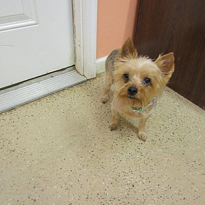 York, SC - Yorkie, Yorkshire Terrier. Meet Wags a Pet for Adoption ...