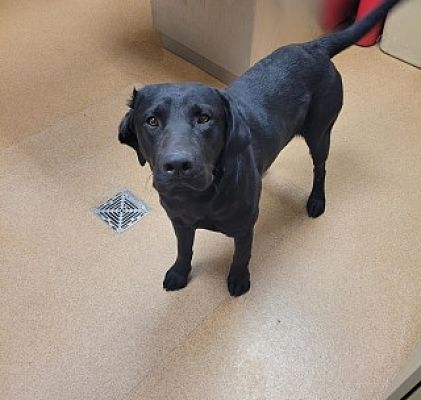 Apple Valley, CA - Labrador Retriever. Meet Gabriel a Pet for Adoption ...