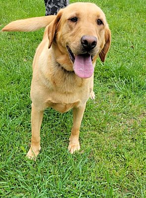 Chicago, IL - Labrador Retriever. Meet ROXIE a Pet for Adoption ...