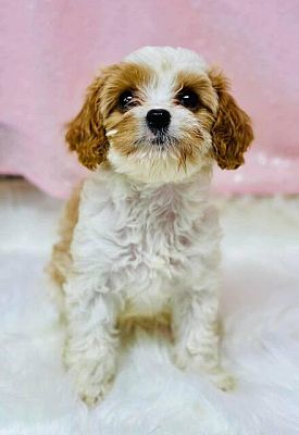 Frederick, MD - Mixed Breed (Small). Meet Betsy (Tracy's B's) a Pet for ...