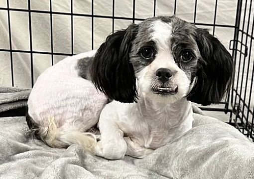 Columbia, SC - Shih Tzu/Maltese. Meet Elm a Pet for Adoption ...