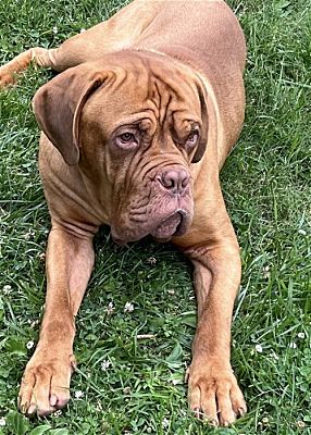 Richmond, VA - Dogue de Bordeaux. Meet Beaux a Pet for Adoption ...