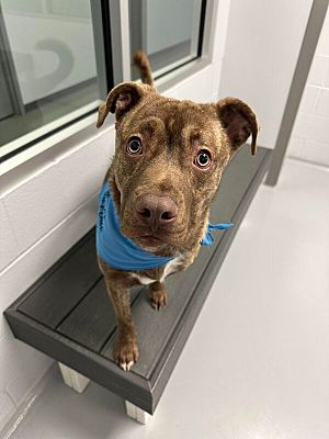 Topeka, KS - Pit Bull Terrier. Meet Baron a Pet for Adoption ...