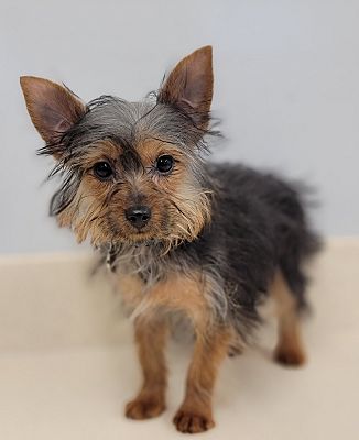 Sedalia, CO - Yorkie, Yorkshire Terrier. Meet Dallas a Pet for Adoption ...