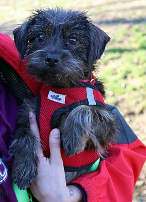 Harrison, NY - Havanese. Meet Aury a Pet for Adoption - AdoptaPet.com