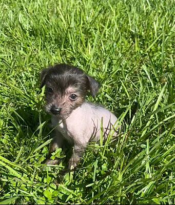 ocala, FL - Chinese Crested. Meet Finn a Pet for Adoption - AdoptaPet.com