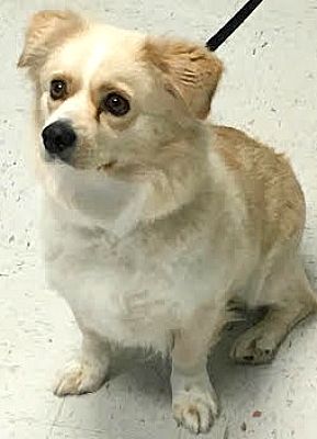 Boulder, CO - Corgi/Pekingese. Meet Tweety-ADOPTION PENDING a Pet for ...