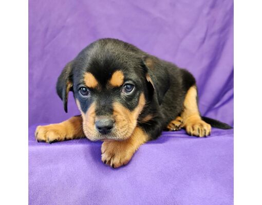 North Myrtle Beach, SC - Rottweiler/Mixed Breed (Medium). Meet Levine a ...