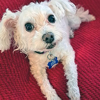 Orlando, FL - Maltese/Poodle (Miniature). Meet Alfredo a Pet for ...