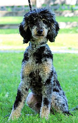 Norfolk, VA - Poodle (Miniature). Meet TRACKER The POODLE a Pet for ...