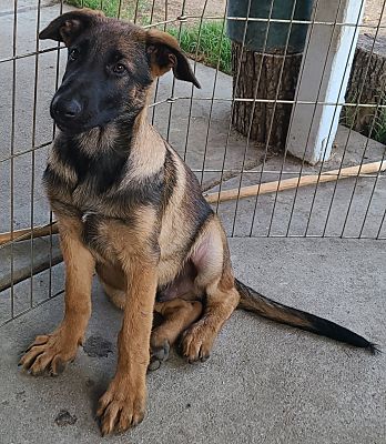 Los Angeles, CA - Belgian Malinois/Great Dane. Meet Charger a Pet for ...