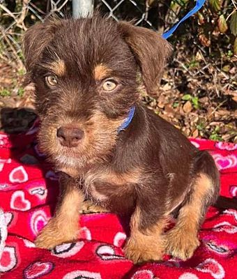 Titusville, FL - Terrier (Unknown Type, Medium). Meet Teddy a Pet for ...