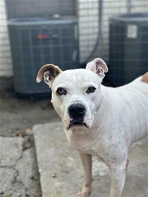 Oakhurst, NJ - American Bulldog. Meet Barney - Beautiful Boy! a Pet for ...