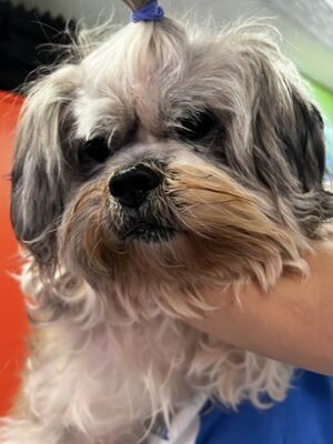 New Orleans, LA - Lhasa Apso. Meet Schmoo IN FOSTER a Pet for Adoption ...