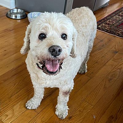 Centreville, VA - Cockapoo. Meet Finn-Luckof Irish Rescue Dog a Pet for ...