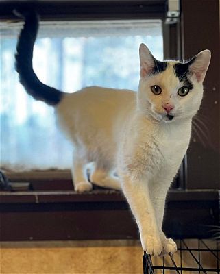 Capshaw, AL - Domestic Shorthair. Meet GOVERNOR a Pet for Adoption ...