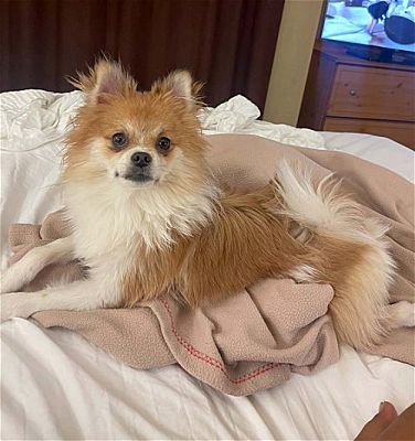 Chantilly, VA - Pomeranian. Meet Poochie a Pet for Adoption - AdoptaPet.com