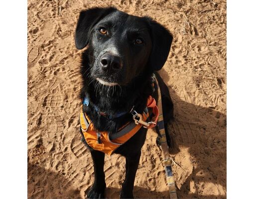 Kanab, UT - Flat-Coated Retriever/Mixed Breed (Medium). Meet Silkie a ...