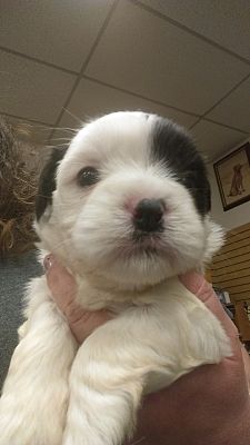 Rogue River, OR - Shih Tzu/Pit Bull Terrier. Meet Furley a Pet for ...