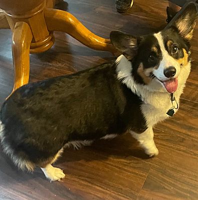 Smyrna, GA - Corgi. Meet Bandit a Pet for Adoption - AdoptaPet.com